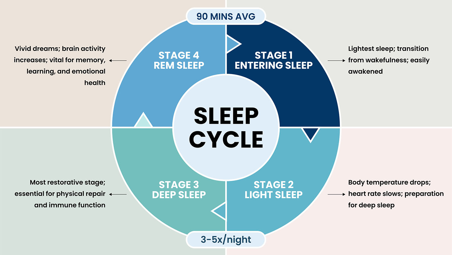 Sleep Cycle Stages What Is A Normal Sleep Cycle Sleep Cycle Stages What Is A Normal Sleep Cycle